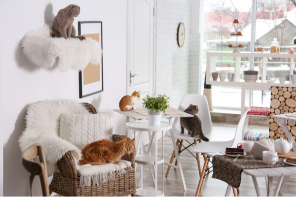 9 Cat Behavior Changes To Worry About - Cats.com