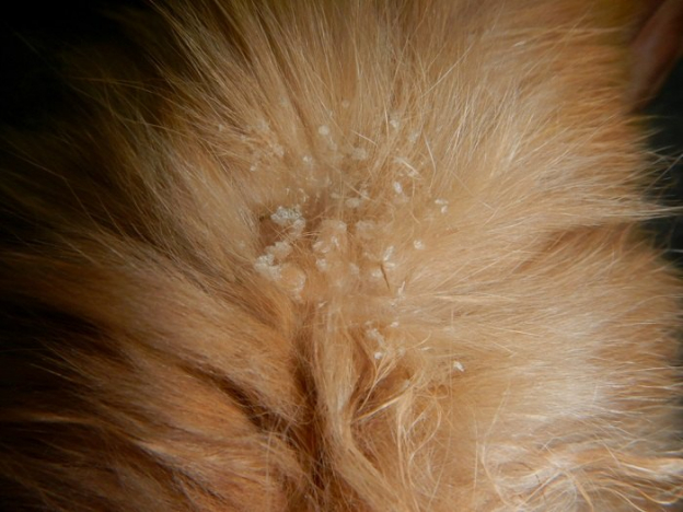 Cat Dandruff: Causes, Symptoms, and Treatment - Cats.com