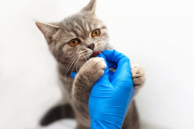 Clavamox for Cats: Overview, Dosage & Side Effects - Cats.com