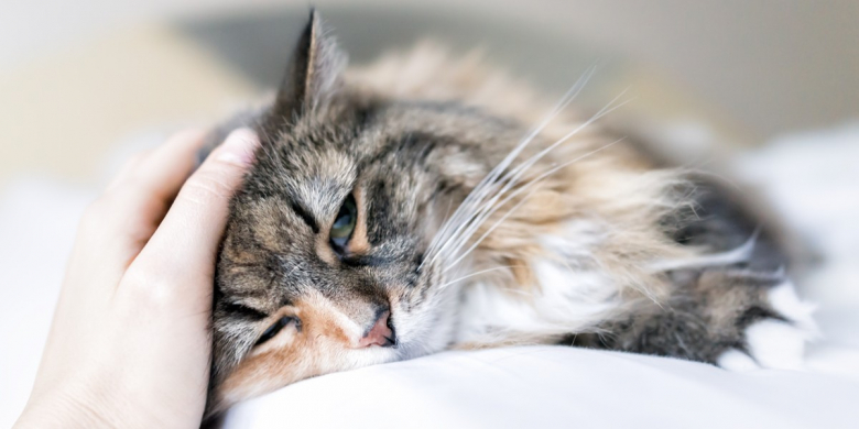 Do Cats Cry Tears When Sad or in Pain? - Cats.com