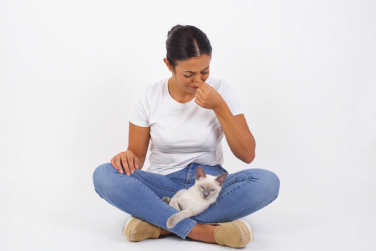 4 Common Causes of Flatulence in Cats (Cat Farts) - Cats.com