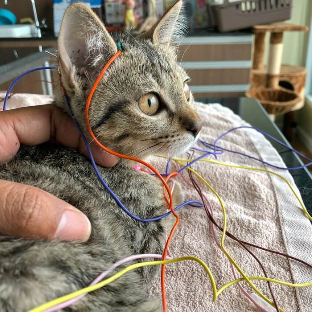 Acupuncture for Cats: What You Need To Know - Cats.com