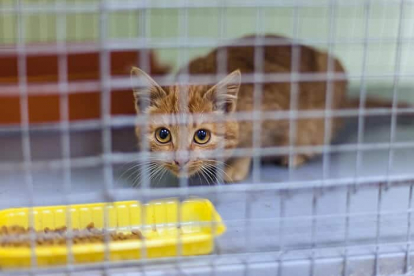 What Is TNR (Trap Neuter Release) for Cats? (Meaning & How it Works ...