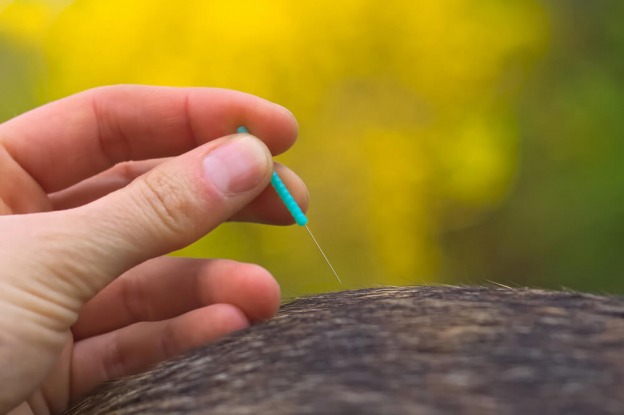 Acupuncture For Cats: What You Need To Know - Cats.com