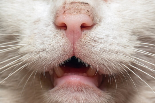 Mouth Cancer in Cats: Causes, Symptoms & Treatment - Cats.com