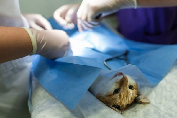 Cat Anal Gland Problems: Causes, Symptoms & Treatment - Cats.com