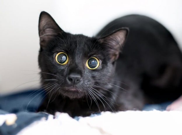 Overstimulated Cat: Signs, Symptoms & How to Help - Cats.com