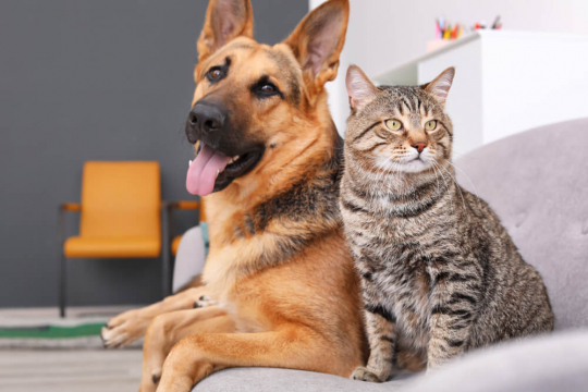 10 Fascinating Cat Brain Facts - Cats.com