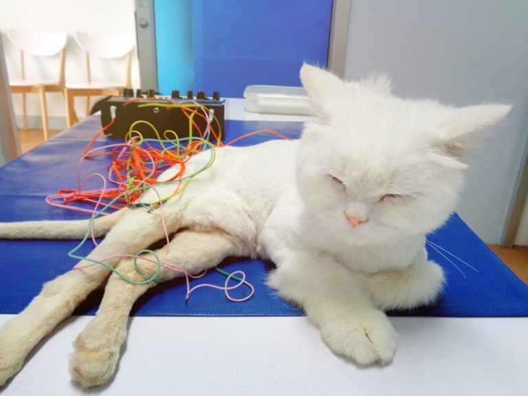 Acupuncture for Cats: What You Need To Know - Cats.com