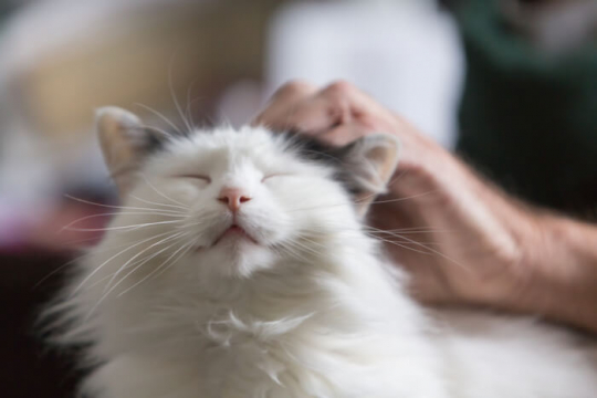 4 Common Causes of Flatulence in Cats (Cat Farts) - Cats.com