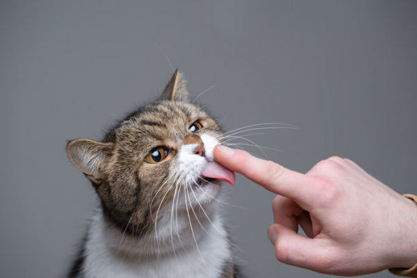 10 Little-Known Facts About Your Cat’s Tongue - Cats.com