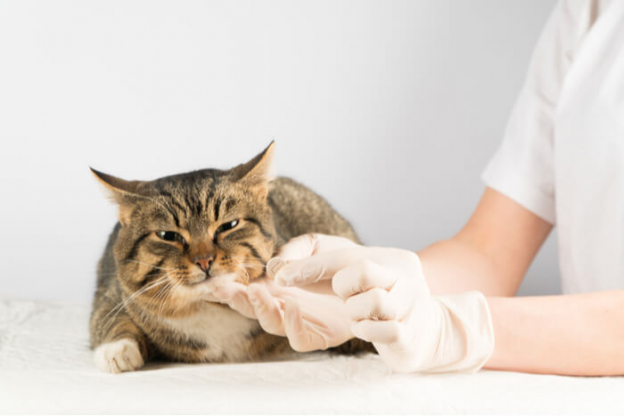 Feline Hypoglycemia: Causes, Symptoms, & Treatment - Cats.com