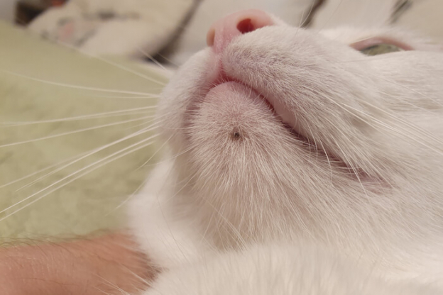 Cat Acne: Causes, Symptoms, & Treatment - Cats.com