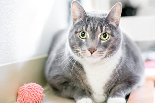 Feline Hypoglycemia: Causes, Symptoms, & Treatment - Cats.com