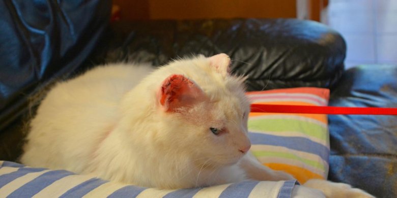Skin Cancer in Cats: Causes, Symptoms, & Treatment - Cats.com