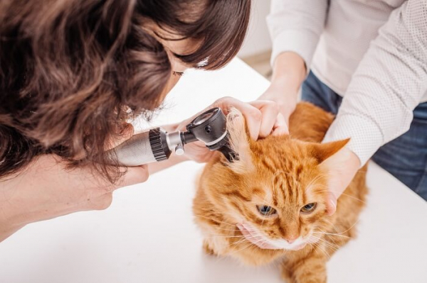 Cat Ear Infection: Causes, Symptoms, And Treatment - Cats.com