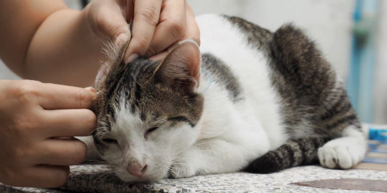 Ear Discharge in Cats: Causes, Symptoms, & Treatment - Cats.com