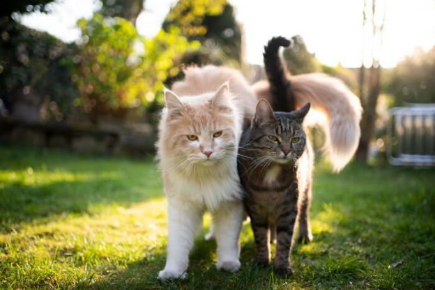 The Ultimate Guide to Cat Tail Language and Its Meanings - Cats.com