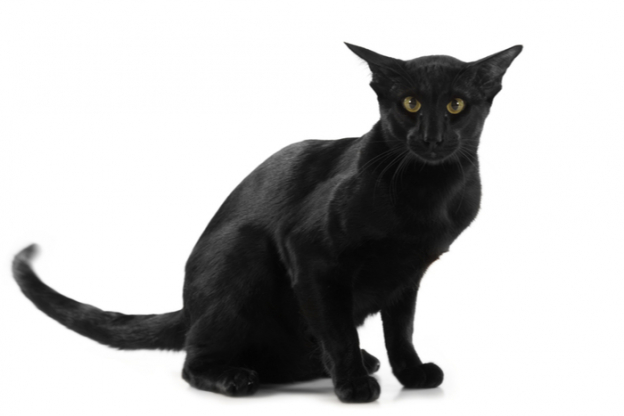 The Ultimate Guide to Cat Tail Language and Its Meanings - Cats.com