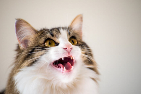 Excessive Meowing In Cats Explained (Causes And Solutions) - Cats.com