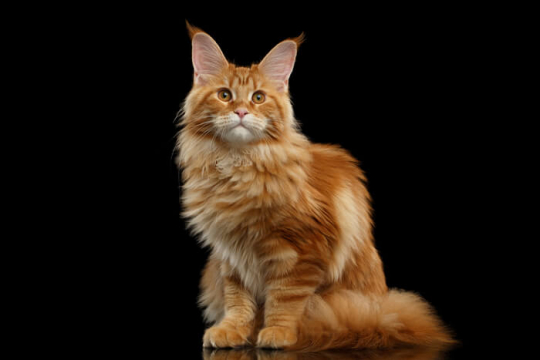 8 Garfield Cat Breeds Worth Purring Over - Cats.com