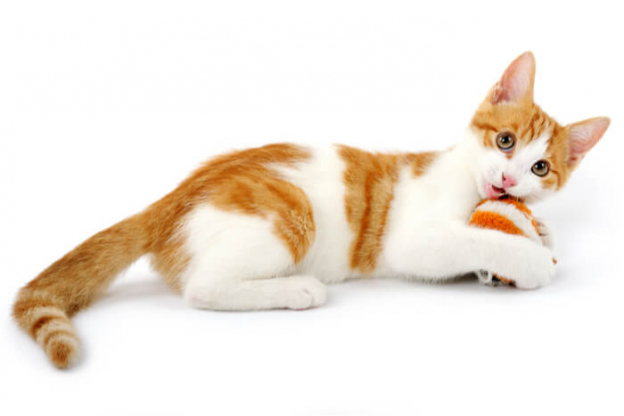 Orange Tabby Cats: Facts, Lifespan & Intelligence - Cats.com