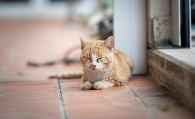 Uveitis in Cats: Causes, Symptoms & Treatment - Cats.com