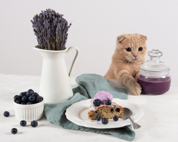 What Can Cats Eat? 36 Human Foods Cats Can Eat - And 8 They Can't ...