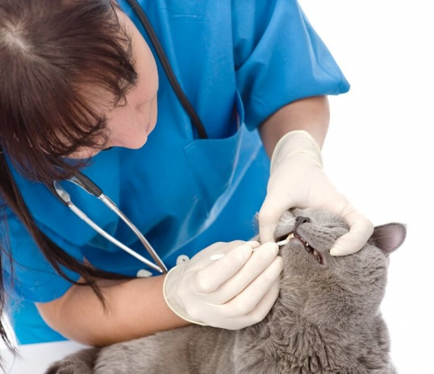 Cat Teeth Plaque & Tartar: Causes, Symptoms, & Treatment - Cats.com