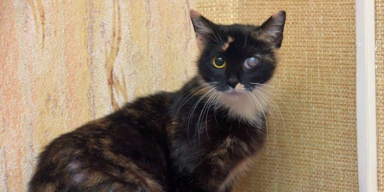 Glaucoma in Cats: Causes, Symptoms & Treatment - Cats.com