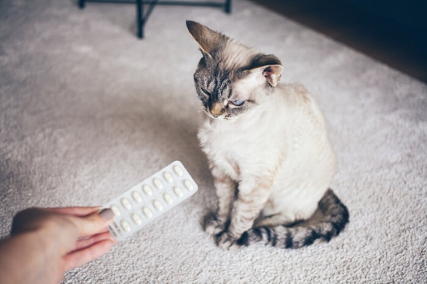 Roundworm Infection in Cats: Causes, Symptoms & Treatment - Cats.com