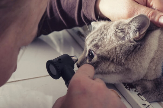 Uveitis In Cats: Causes, Symptoms & Treatment - Cats.com