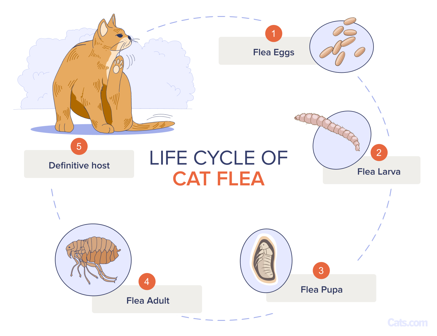 Cat Fleas Identification Life Cycle And Treatment Cats
