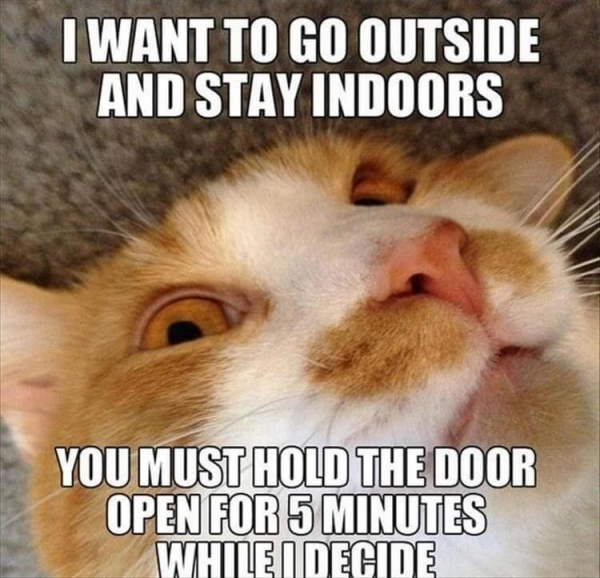 51 Funny Cat Memes That Will Make Your Day a Little Better - Cats.com