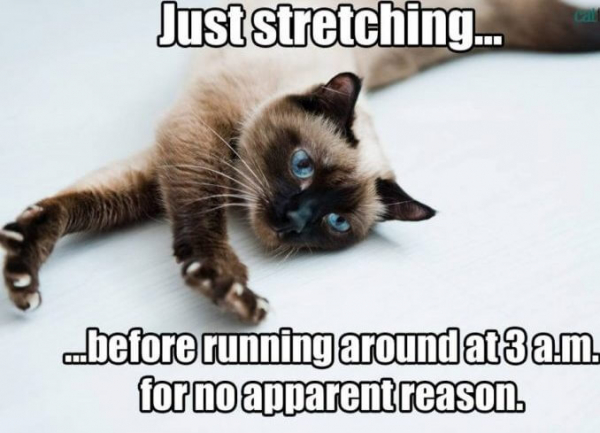 51 Funny Cat Memes That Will Make Your Day a Little Better - Cats.com