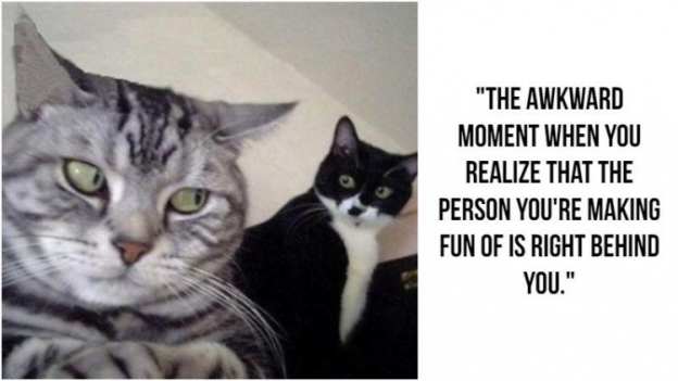 51 Funny Cat Memes That Will Make Your Day a Little Better - Cats.com