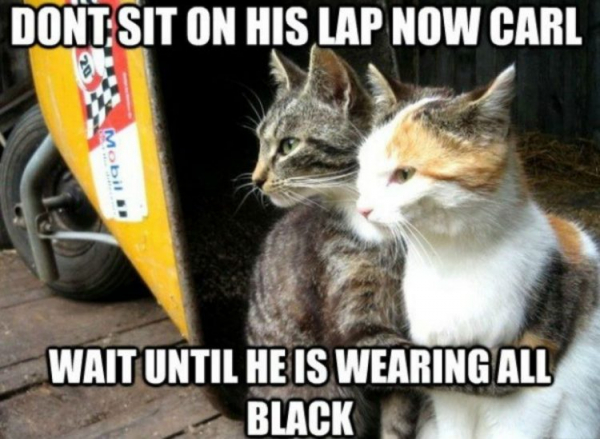 51 Funny Cat Memes That Will Make Your Day a Little Better - Cats.com