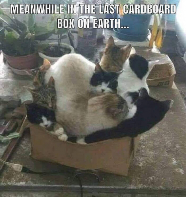 51 Funny Cat Memes That Will Make Your Day a Little Better - Cats.com