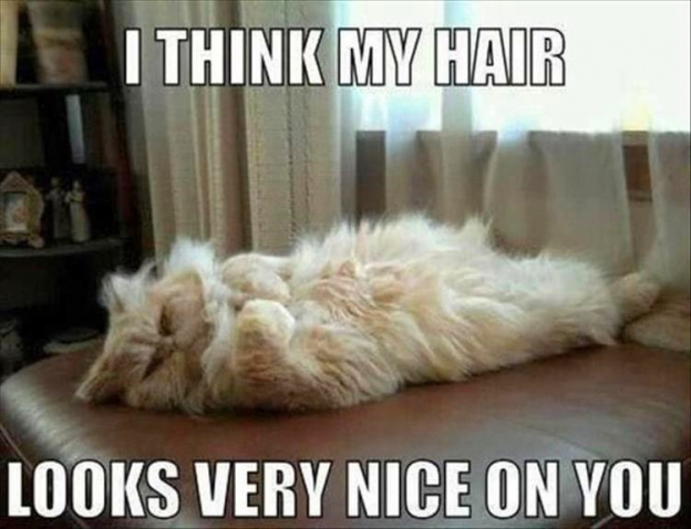 51 Funny Cat Memes That Will Make Your Day a Little Better - Cats.com