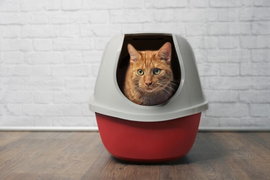 Why Does My Cat Scratch the Sides of the Litter Box - Cats.com