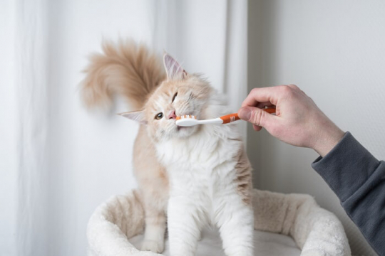 Cat Teeth Plaque & Tartar: Causes, Symptoms, & Treatment - Cats.com