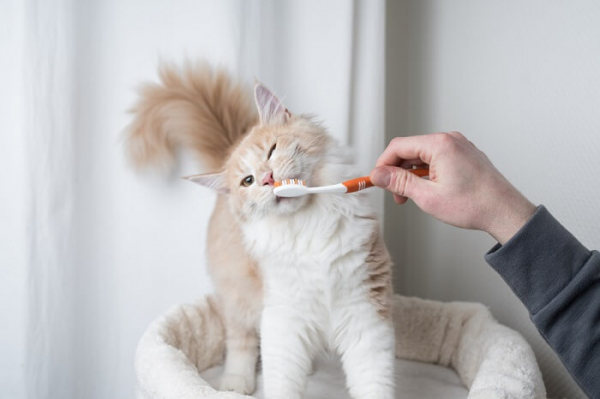 Cat Teeth Plaque & Tartar: Causes, Symptoms, & Treatment - Cats.com