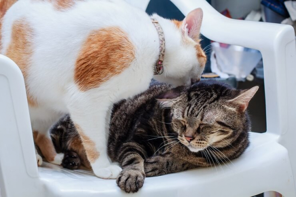 Hair Loss In Cats: Causes, Symptoms, & Treatment - Cats.com