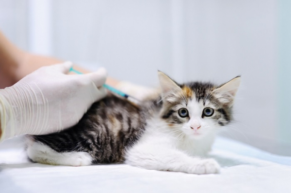 Eye Diseases in Neonatal Kittens: Causes, Symptoms, & Treatment - Cats.com