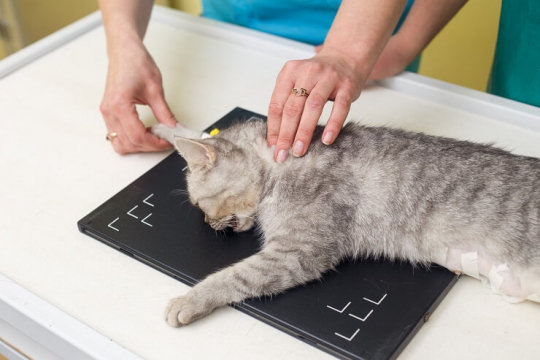 Brain Tumors In Cats: Causes, Symptoms, & Treatment - Cats.com