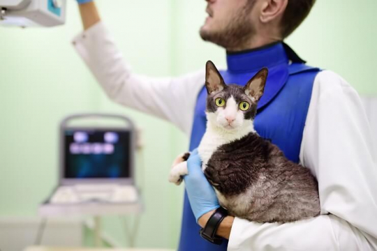 Skin Tumours (Histiocytoma) in Cats: Causes, Symptoms, & Treatment ...