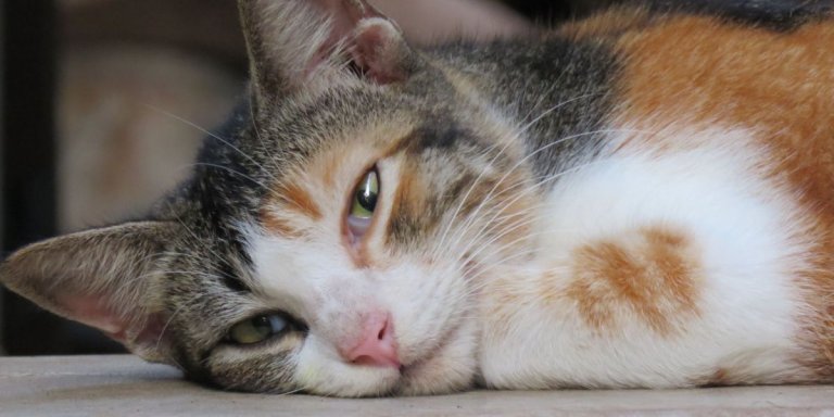 Brain Tumors in Cats: Causes, Symptoms, & Treatment - Cats.com