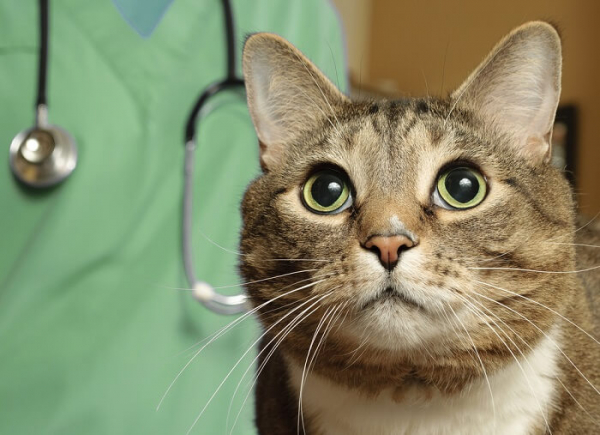 Bone Cancer in Cats (Osteosarcoma): Causes, Symptoms, & Treatment ...