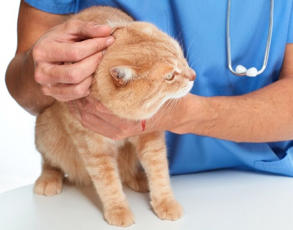 Ear Discharge in Cats: Causes, Symptoms, & Treatment - Cats.com