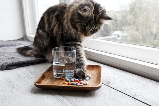 Insecticide Poisoning In Cats: Symptoms, Diagnosis & Treatment - Cats.com